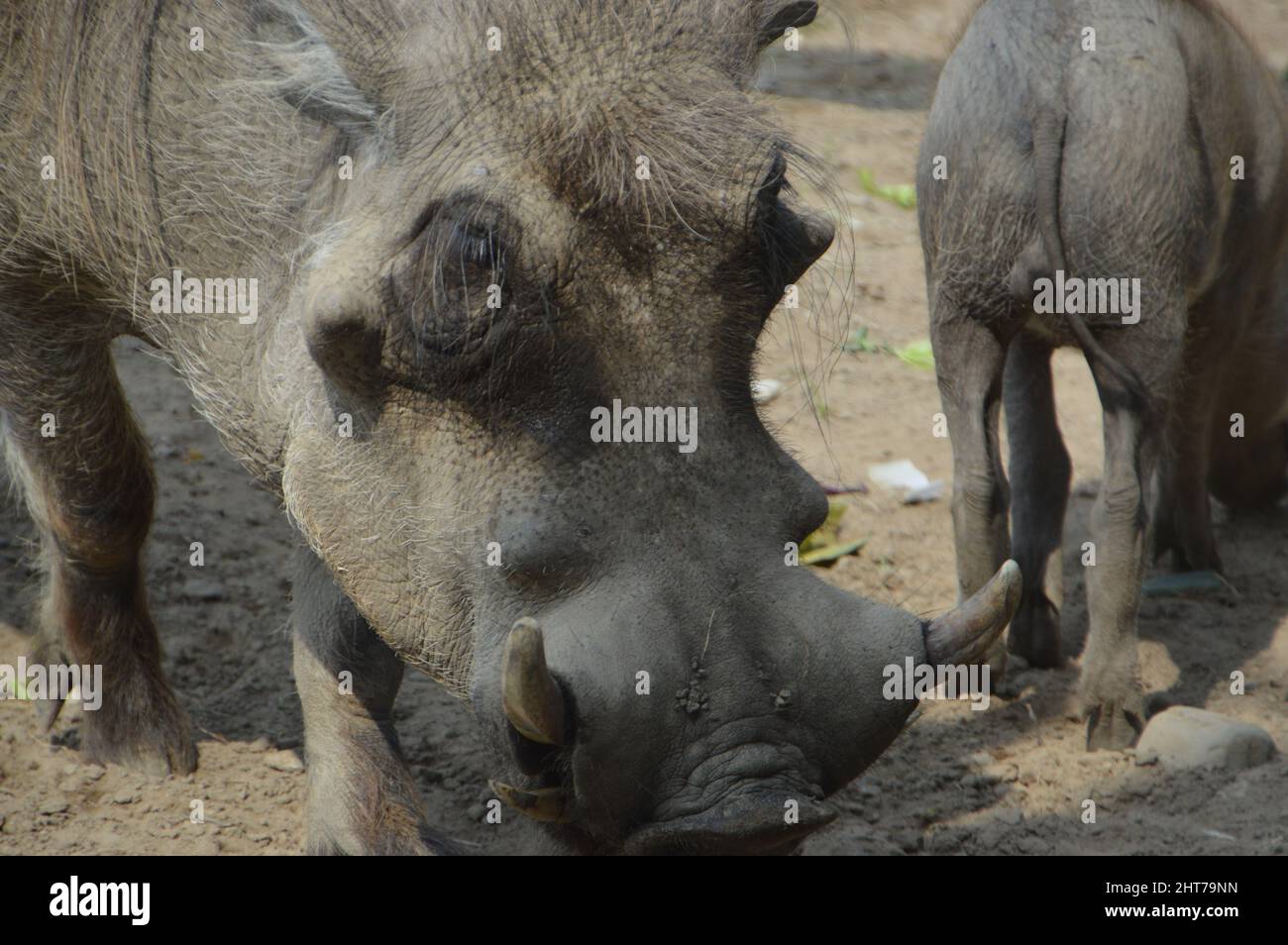 Closeup portrait of the head of a Common warthog Stock Photo - Alamy