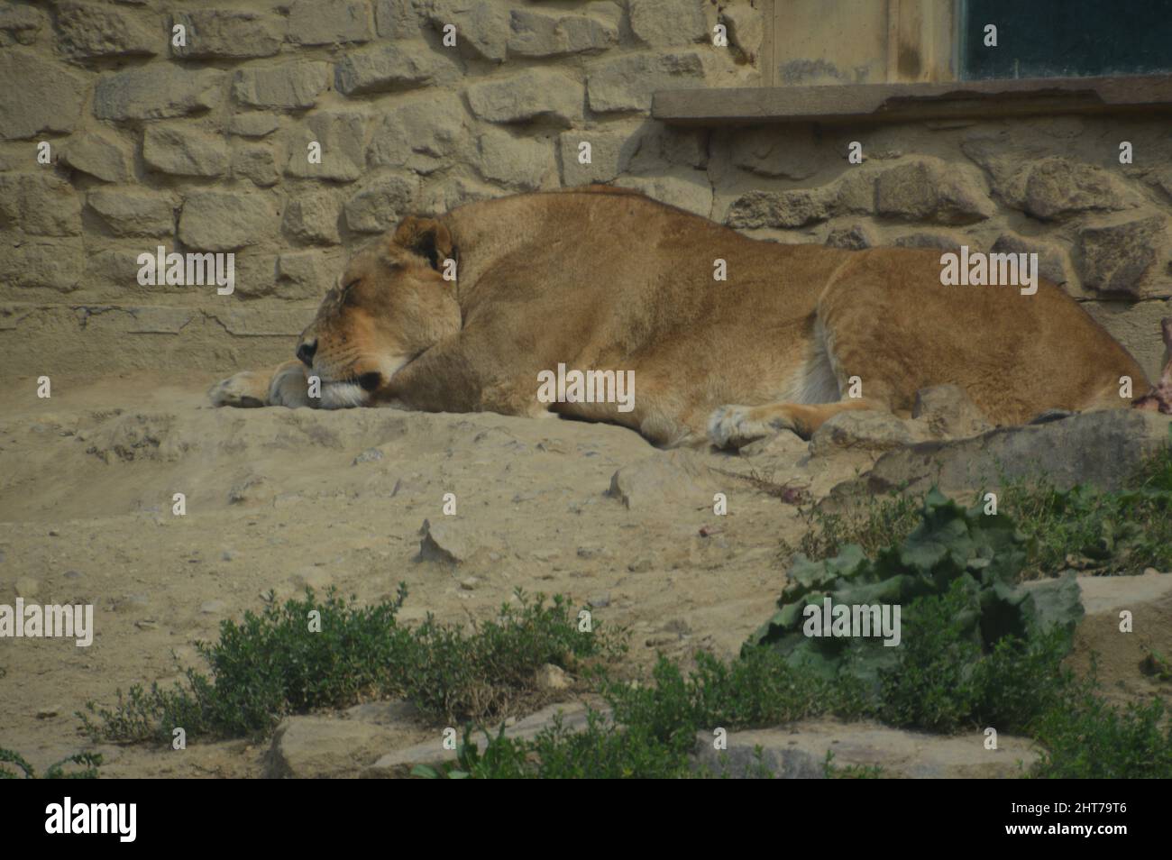 Closeup of a lion wife laying and sleeping on the land with brick wall ...
