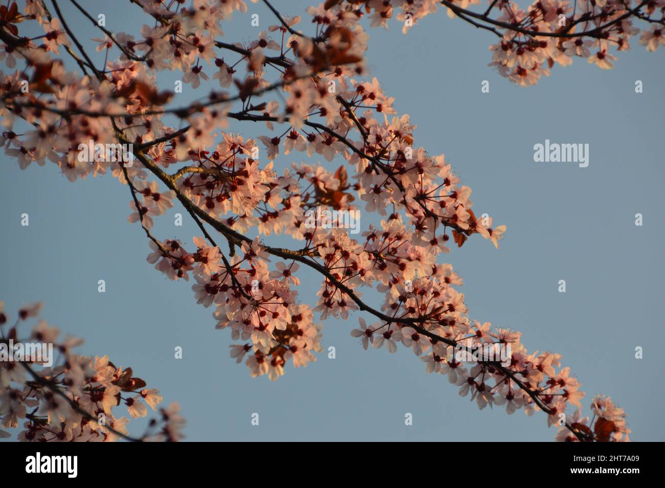 Shallow focus of a tree branch blossom with white flowers on a blurry ...