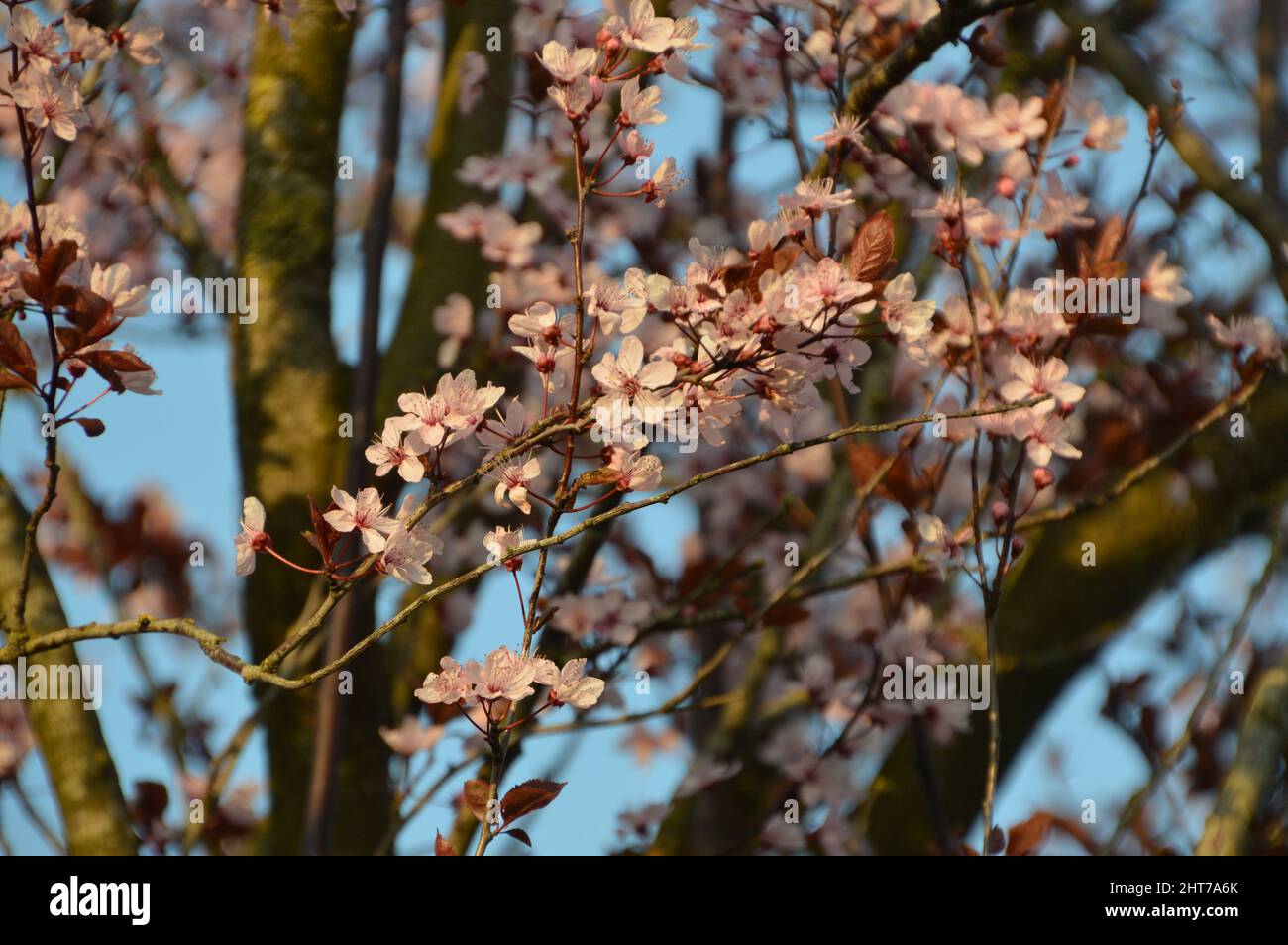 Shallow focus of a tree branch blossom with white flowers on a blurry ...