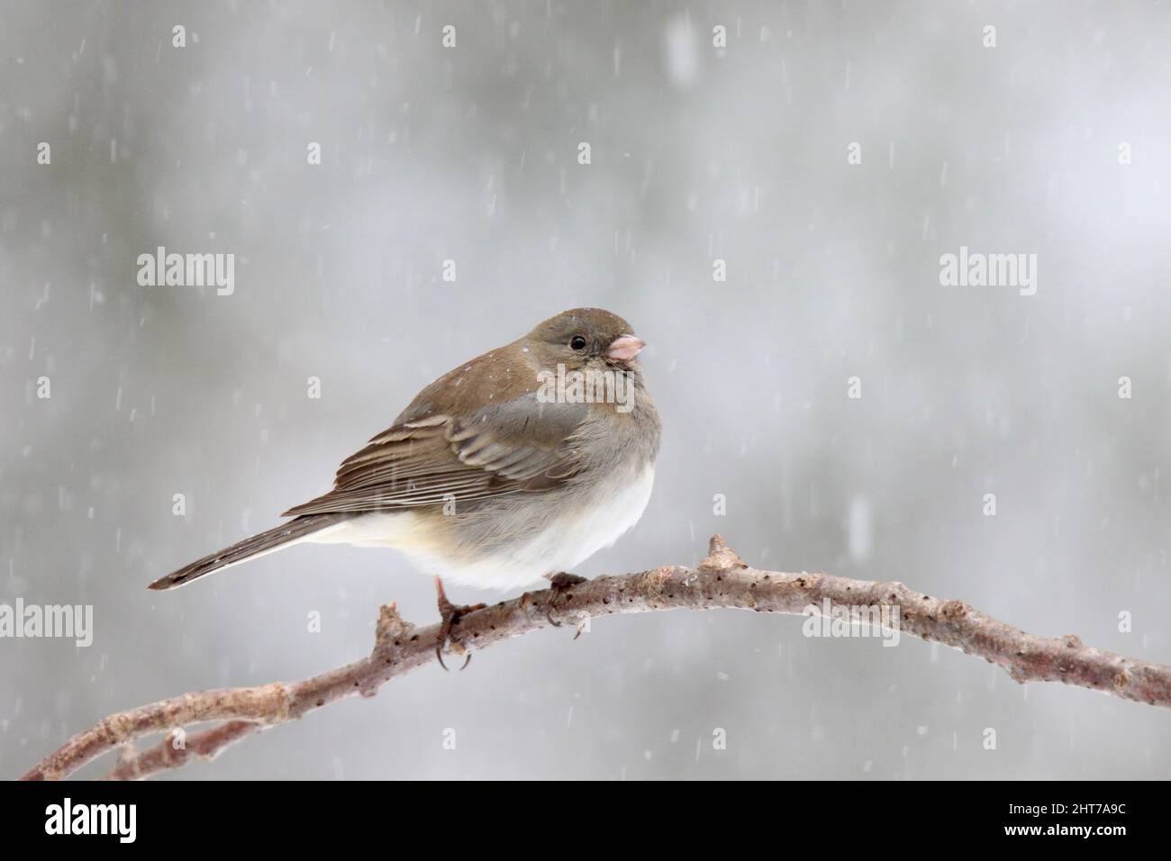Female dark eyed junco Junco hyemalis perching on a branch in a winter ...