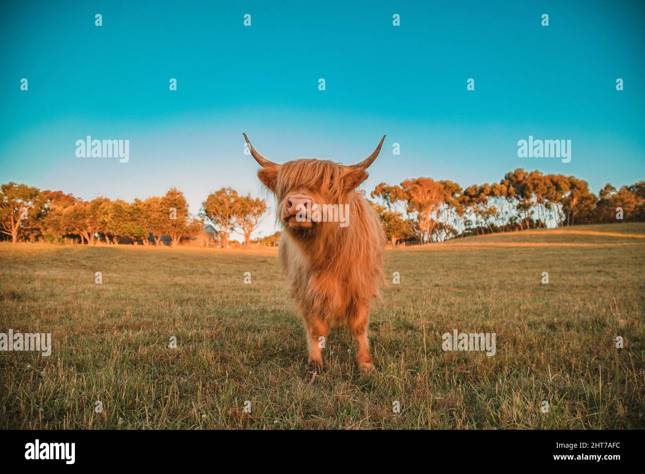 Closeup of a beautiful female highland cow with large horns standing in ...