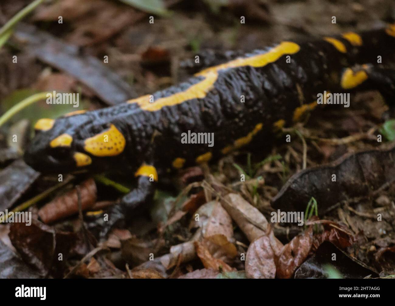 Closeup shot of Fire salamander Stock Photo - Alamy