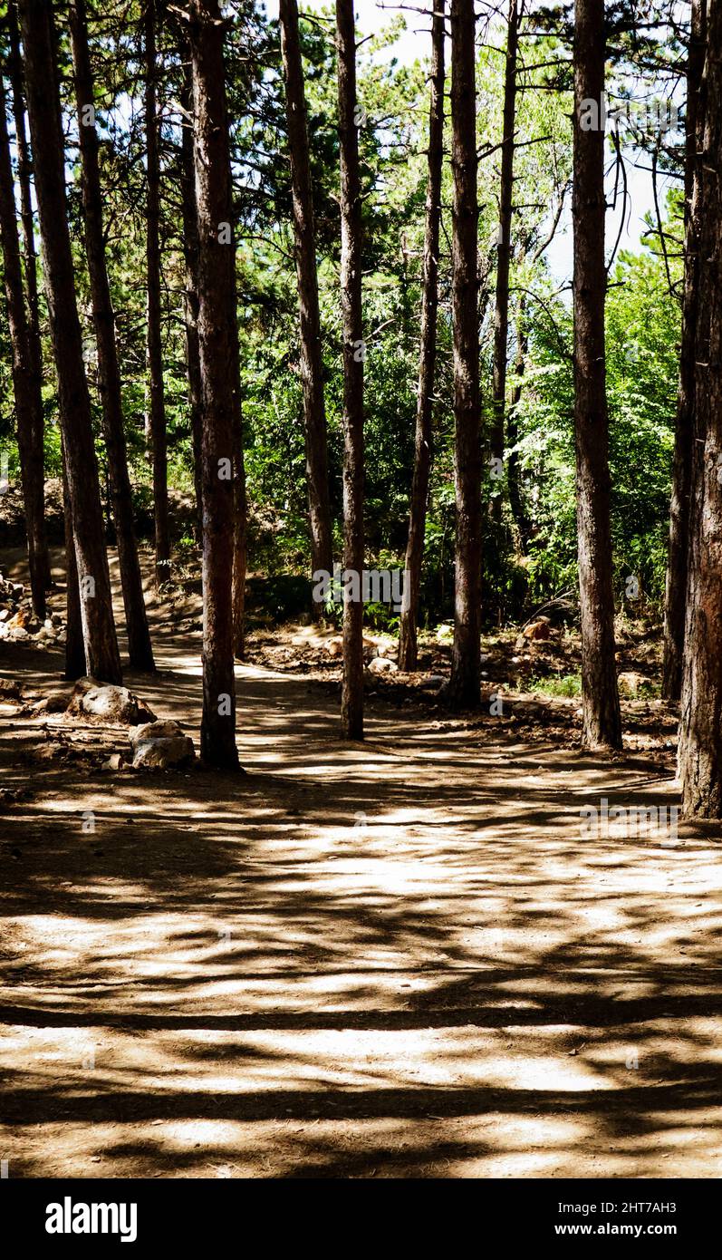 Vertical shot of trees in the forest Stock Photo - Alamy