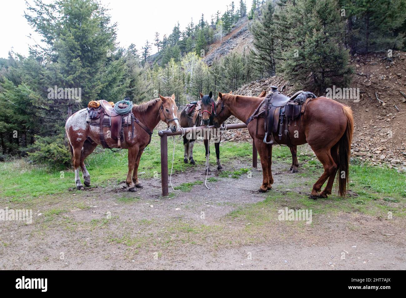 Yellowstone National Park, Wyomong, USA, May, 26, 2021: Park ranger ...