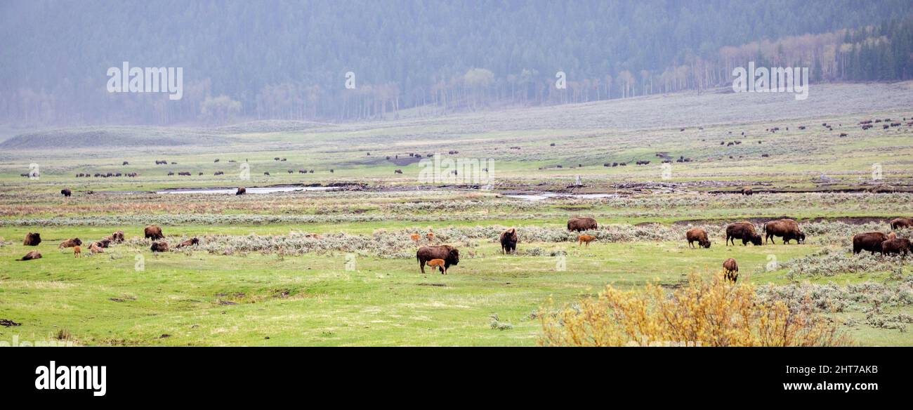 Bison (Bison bison) herd resting and feeding at Lamar Valley in Yellowstone National Park in May ...