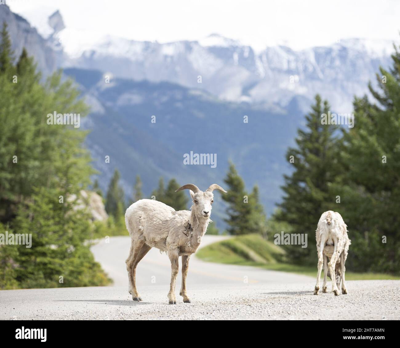 Beautiful photo of goats on a road in nature Stock Photo - Alamy