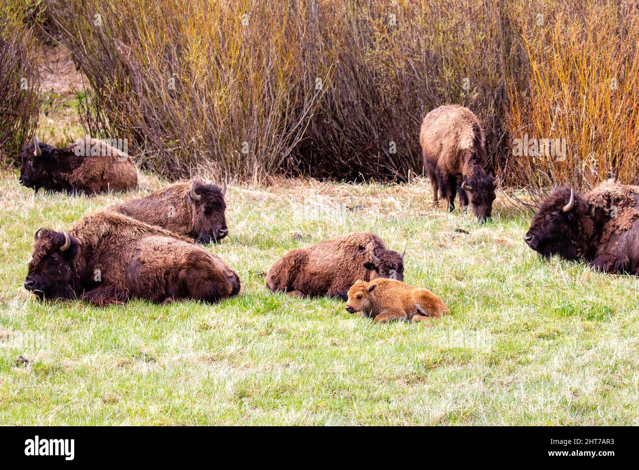 Bison (Bison bison) resting at Lamar Valley in Yellowstone National ...