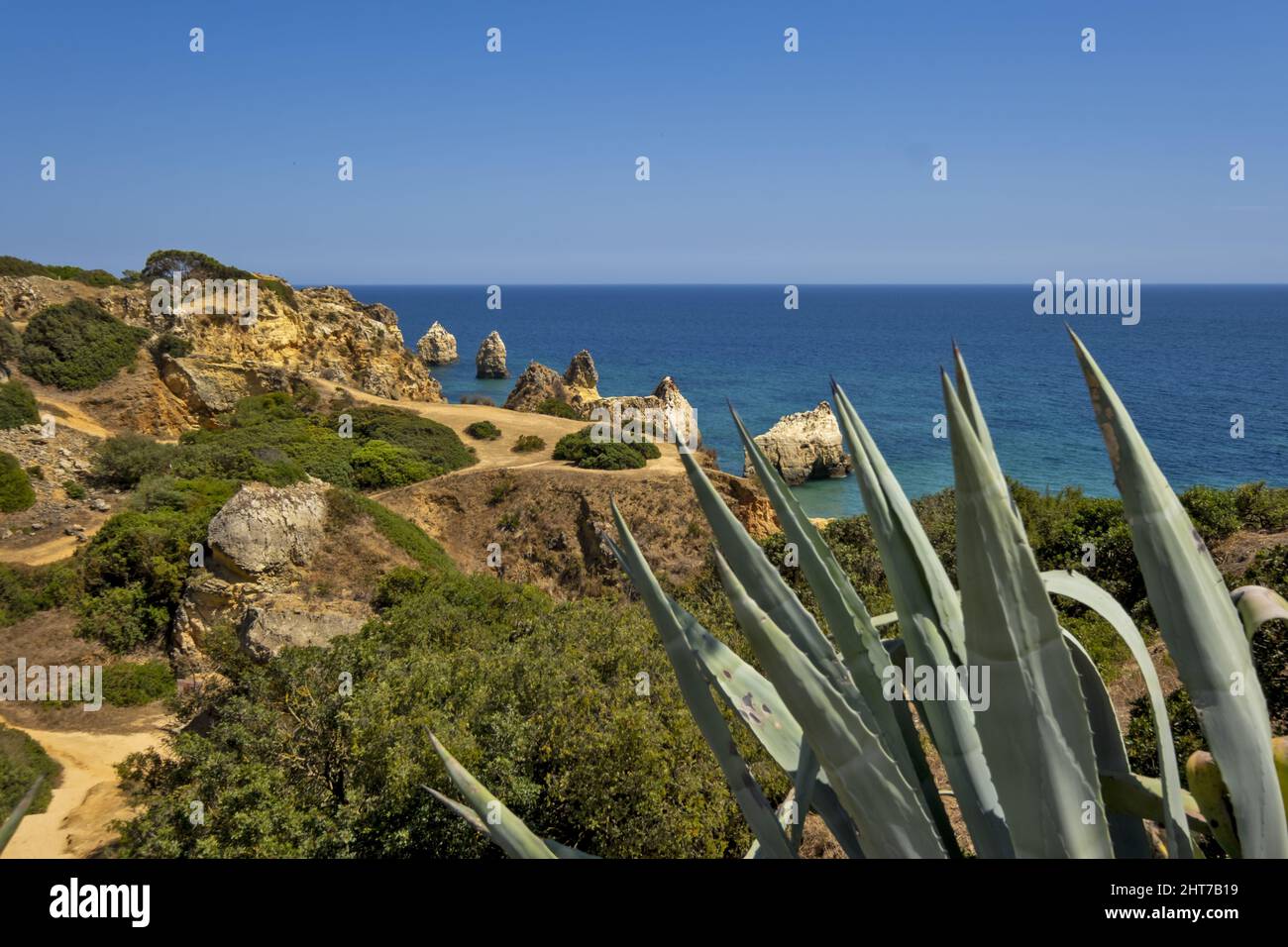 agave between the yellow cliffs with sand areas in Portimao, algarve ...
