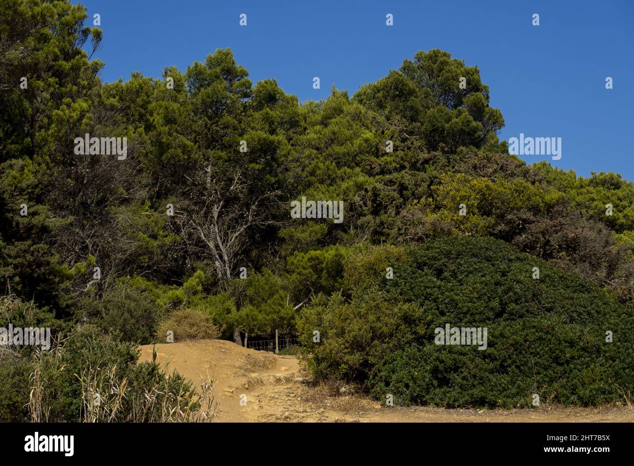 trees in Portimao, algarve, portugal Stock Photo - Alamy