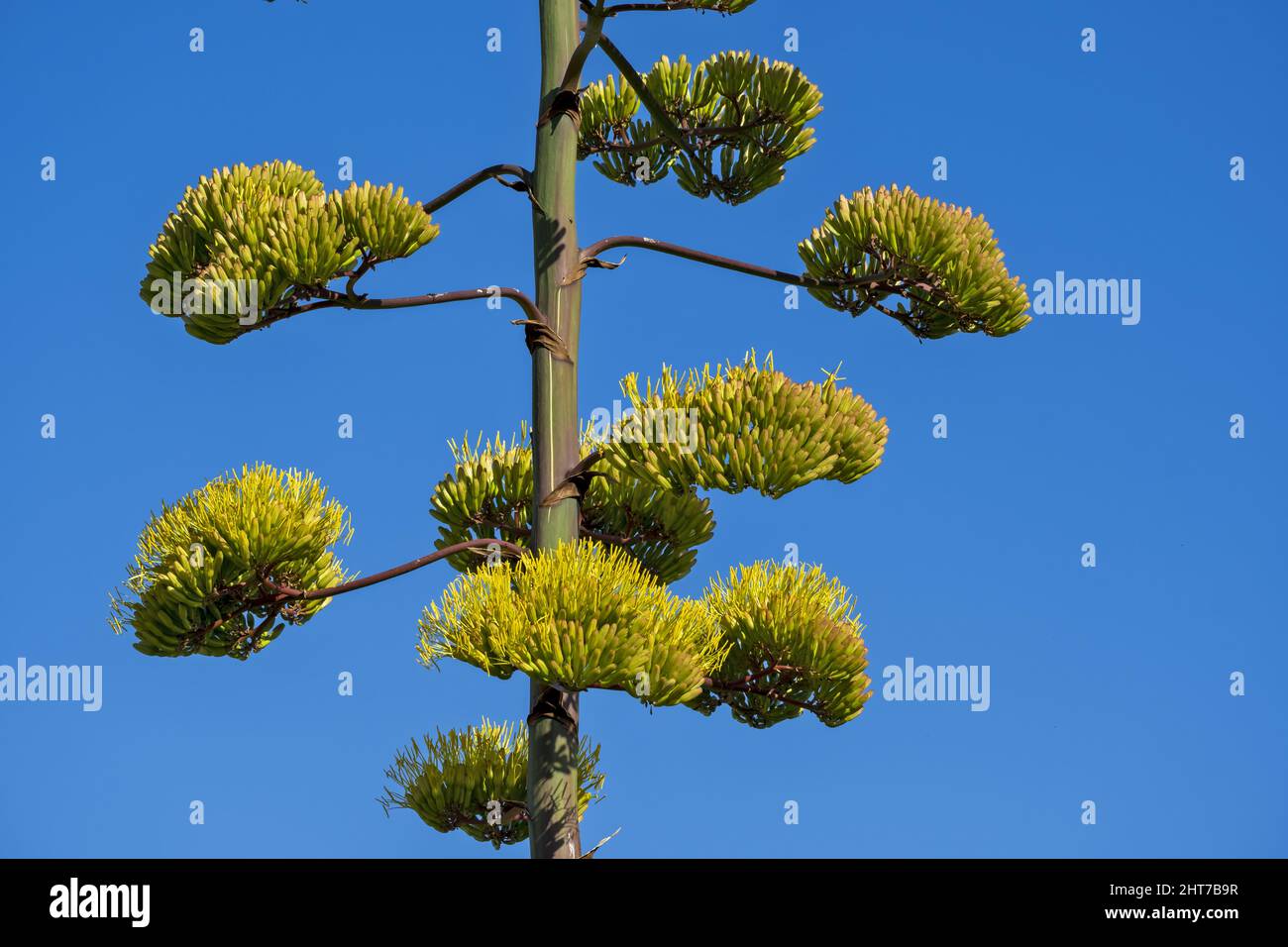 agave between the yellow cliffs with sand areas in Portimao, algarve ...