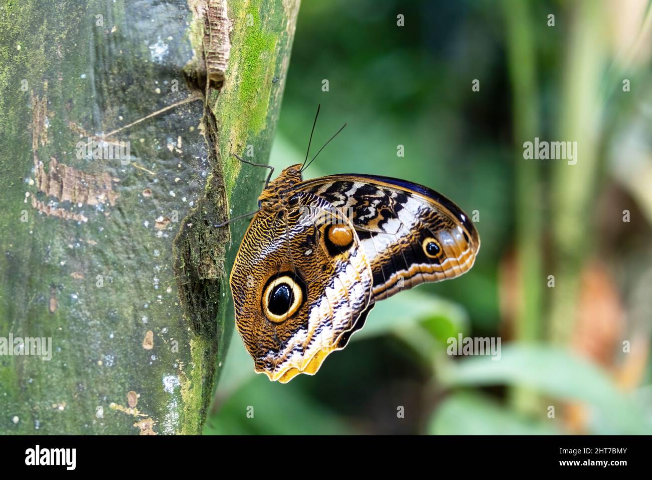 Owl Butterfly (Caligo memnon) posing on tree showing false eyesposts ...