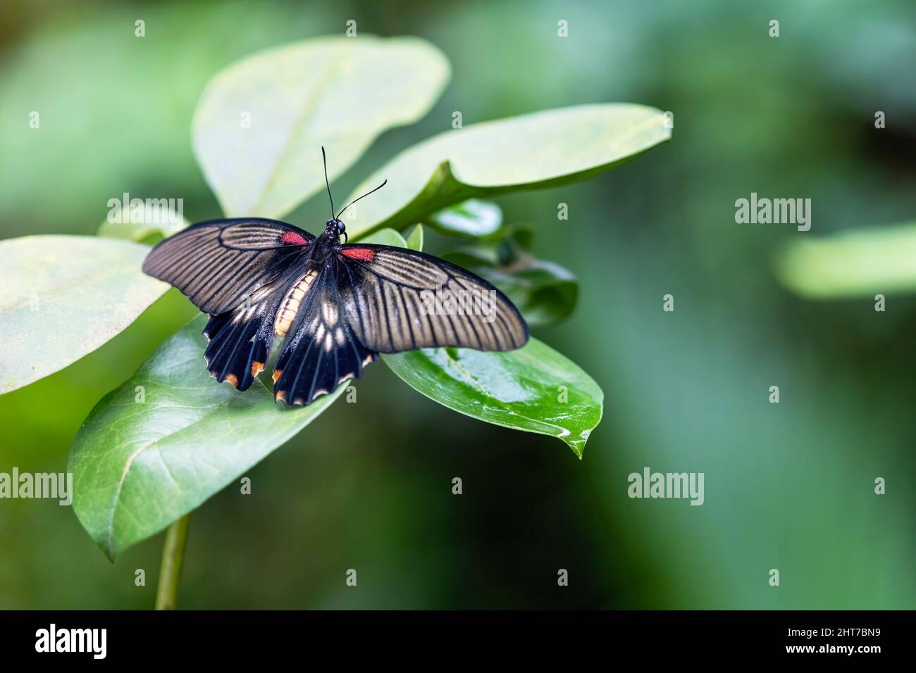 Southeast Asian Great Mormon butterfly (Papilio memnon) with open wings ...