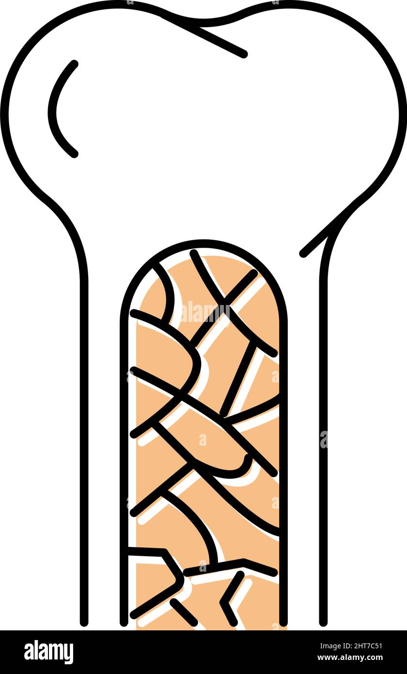 bone marrow color icon vector illustration Stock Vector Image & Art - Alamy