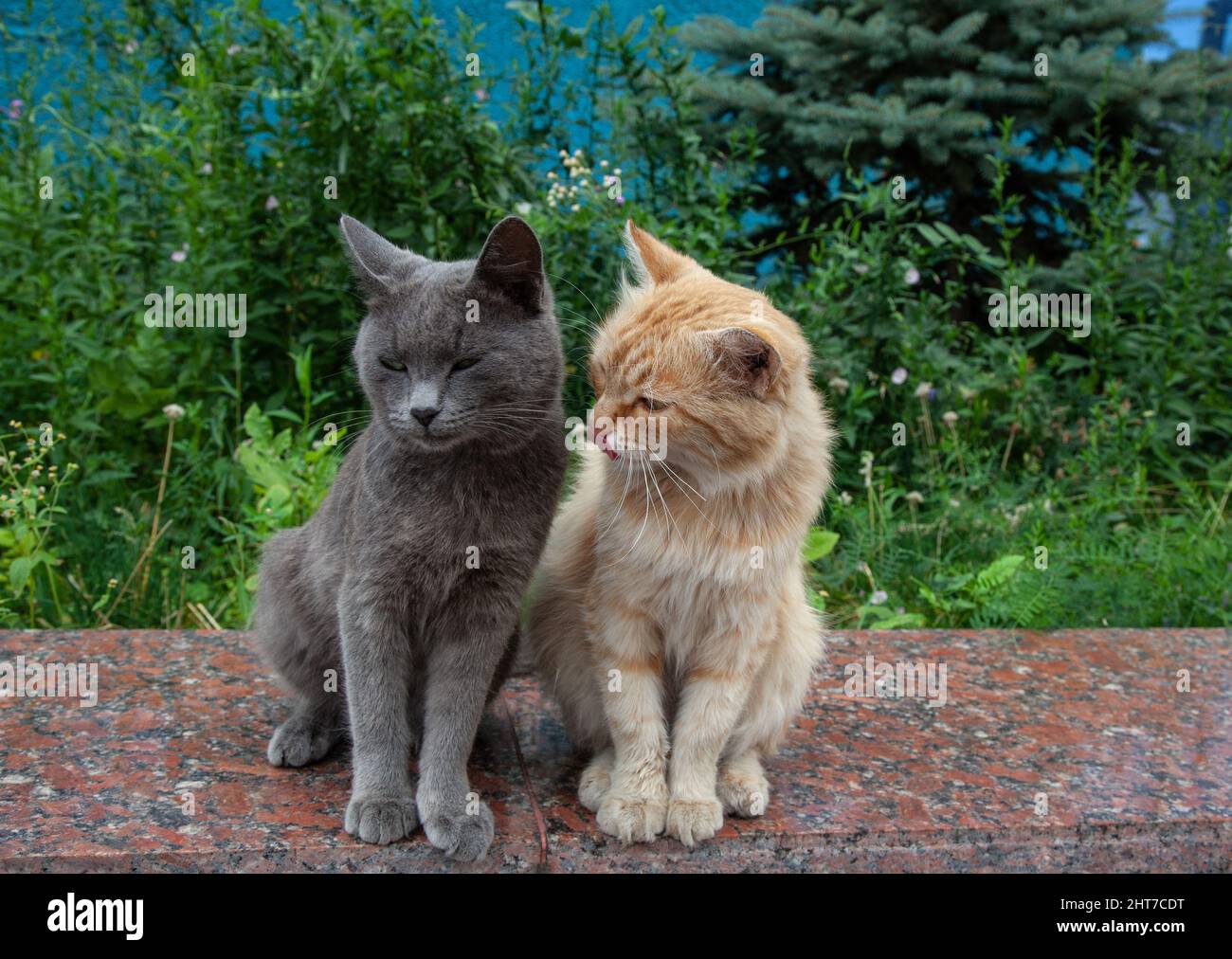 Closeup of Two stray cats sitting on the parapet Stock Photo - Alamy
