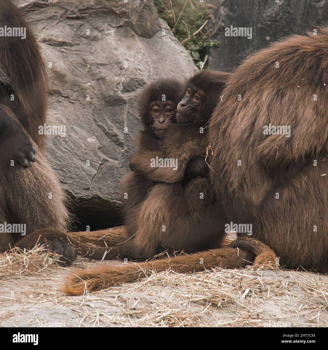 Closeup of monkeys in the zoo Stock Photo - Alamy