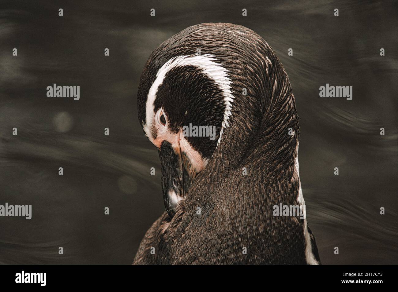 Closeup of a Penguin in the zoo Stock Photo - Alamy