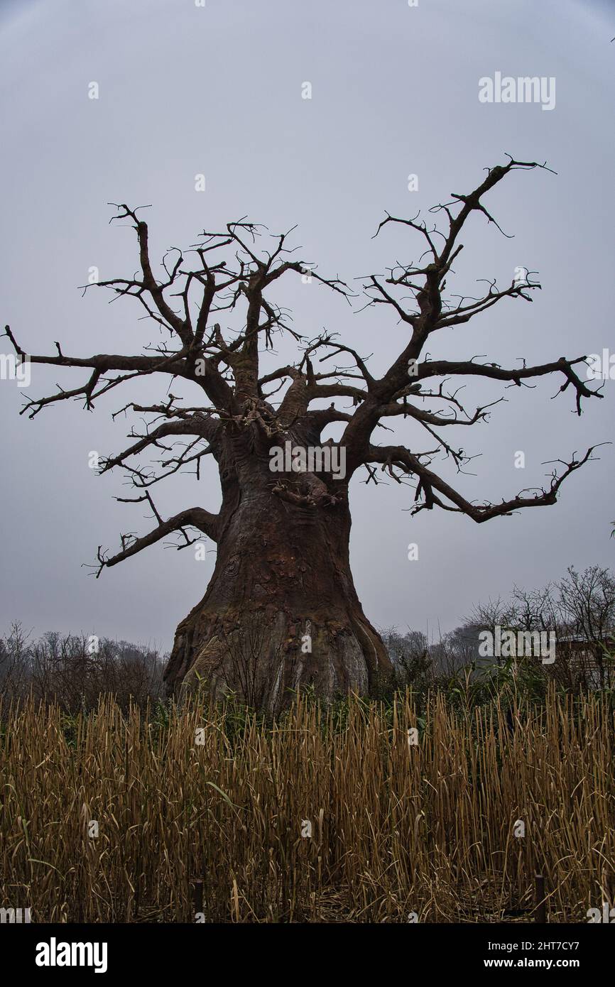Closeup of a thick leafless tree Stock Photo - Alamy