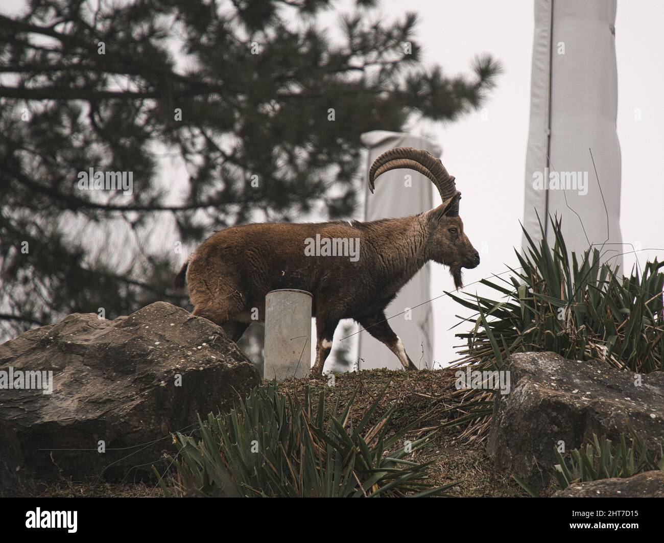 Closeup of a Steinbock in the zoo Stock Photo - Alamy