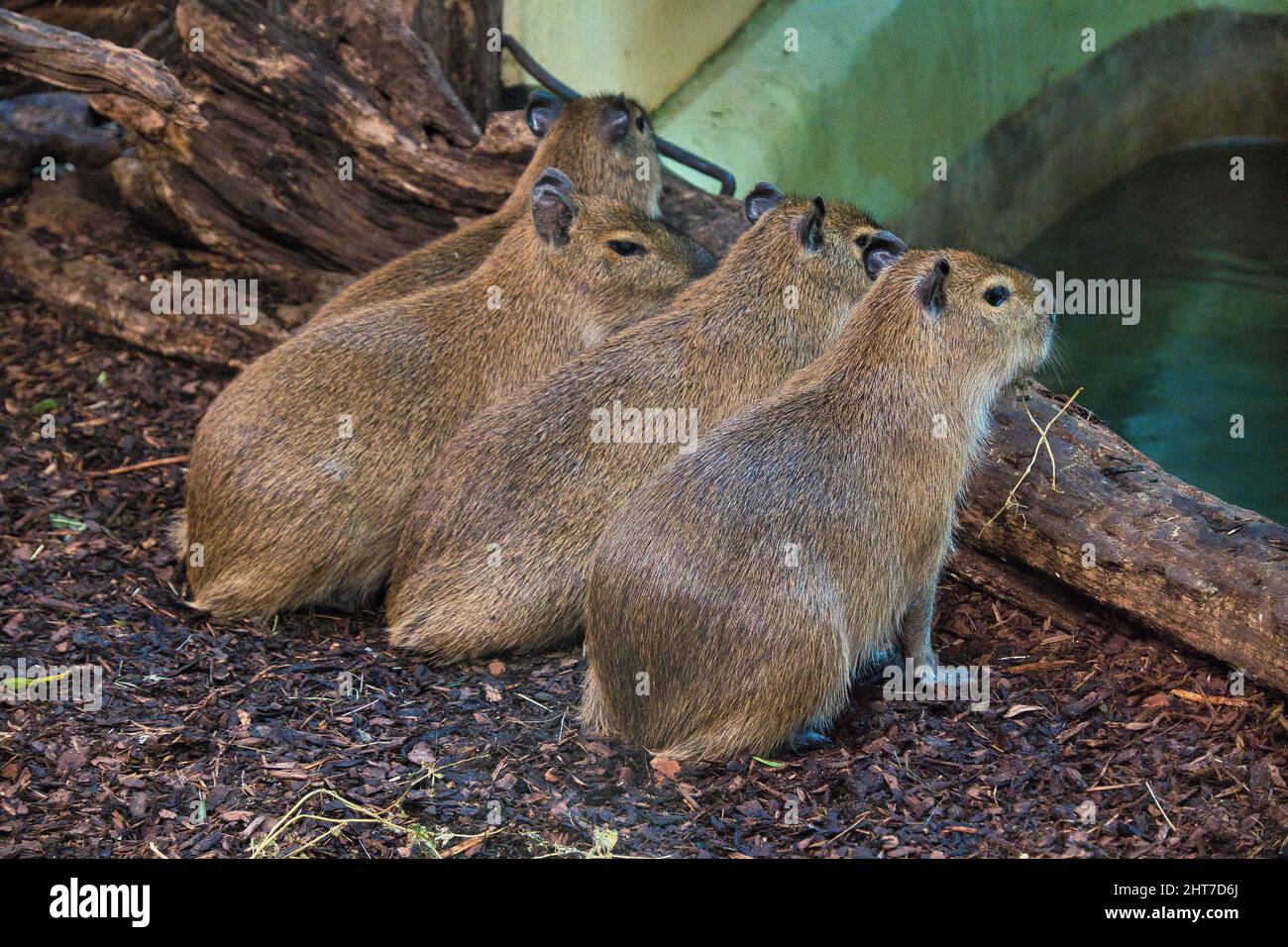 Closeup of Capybaras from behind Stock Photo - Alamy