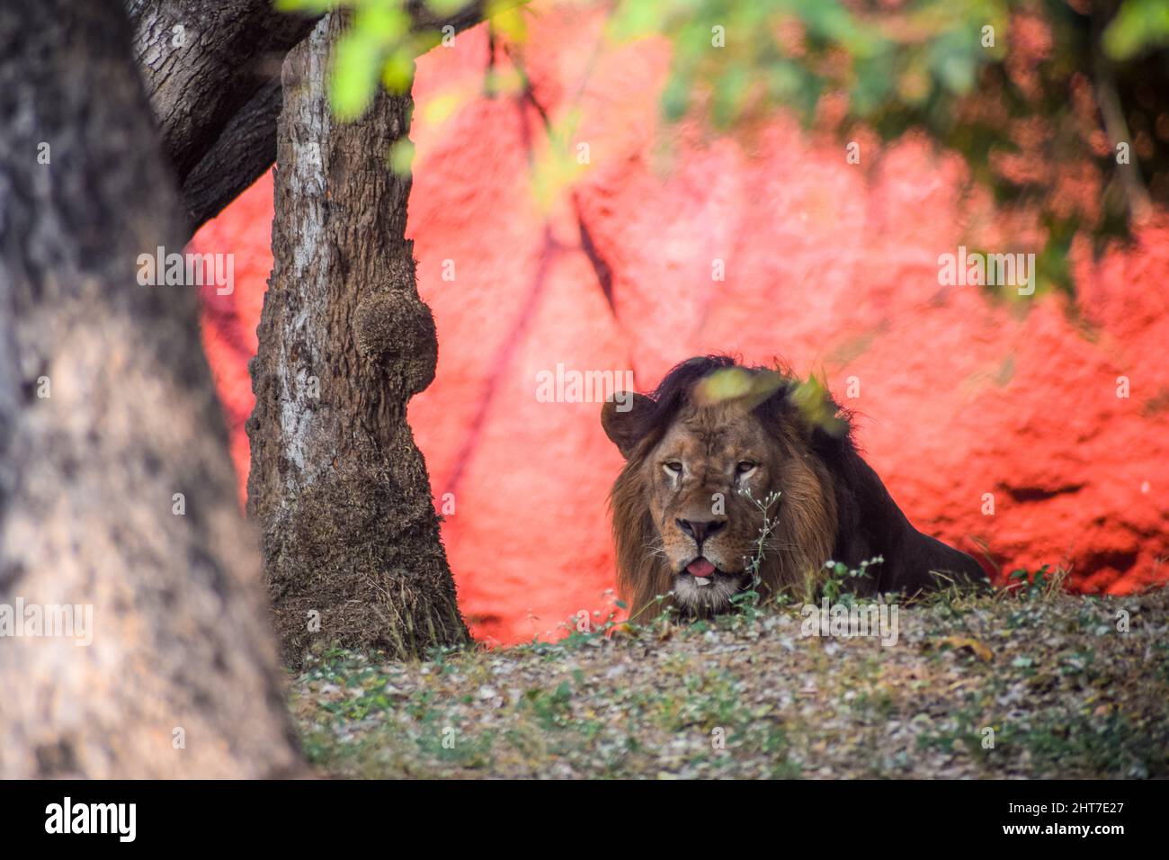 Photo of a lion lying in the ground near trees in a zoo, and pink ...