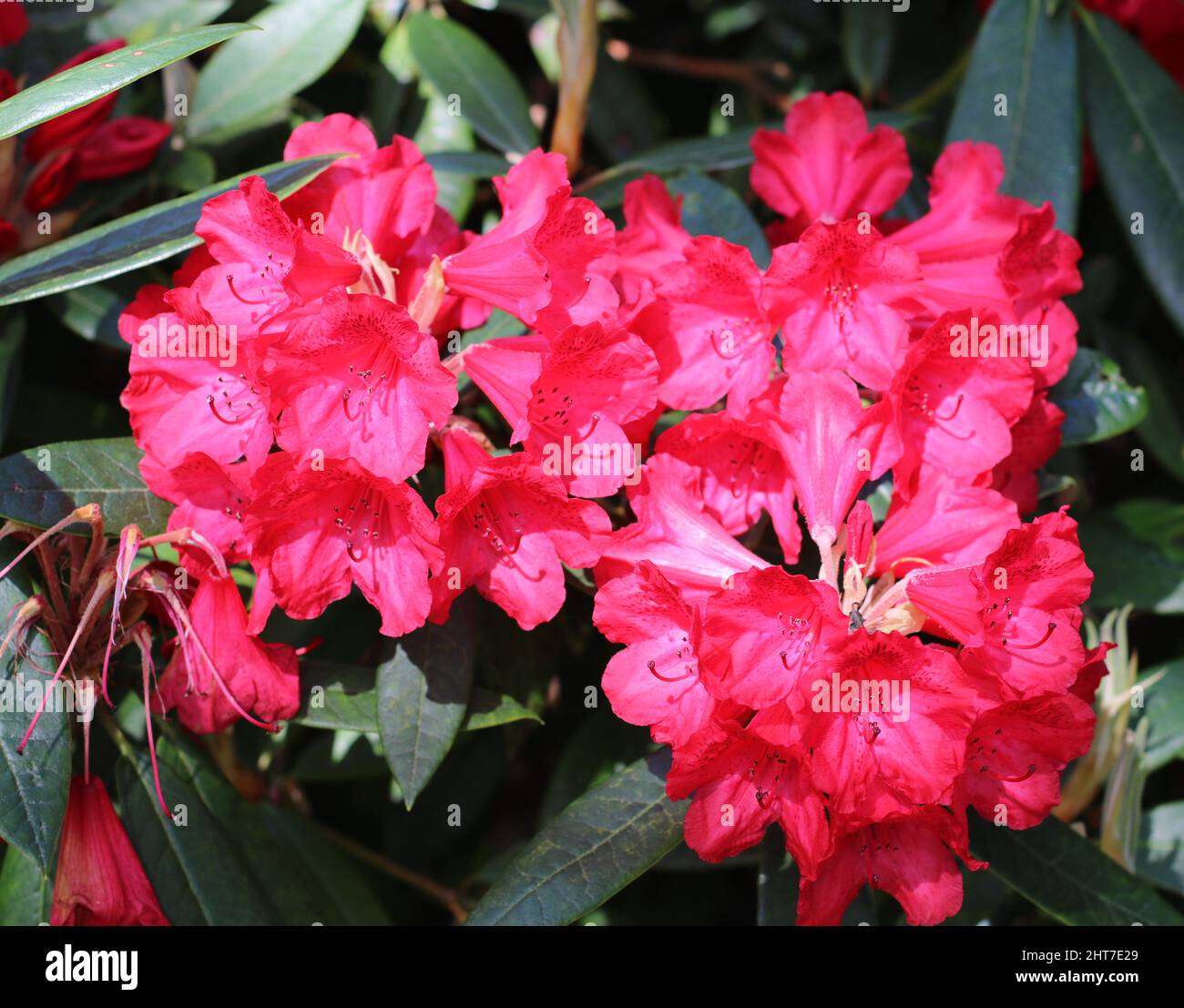 Closeup of a beautiful pink flower growing in the garden Stock Photo ...