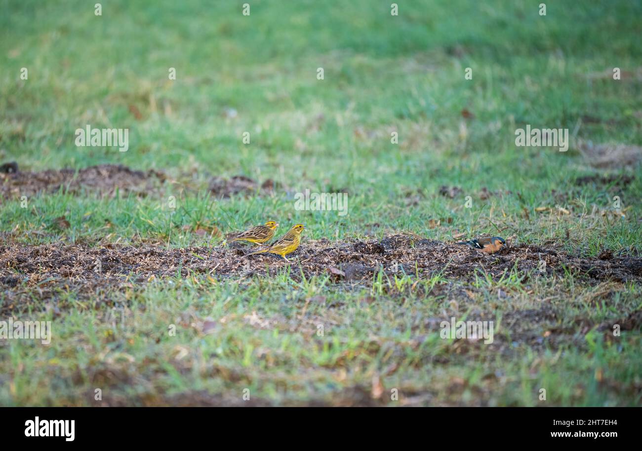 yellowhammer (Emberiza citrinella) searching for seed and insects ...