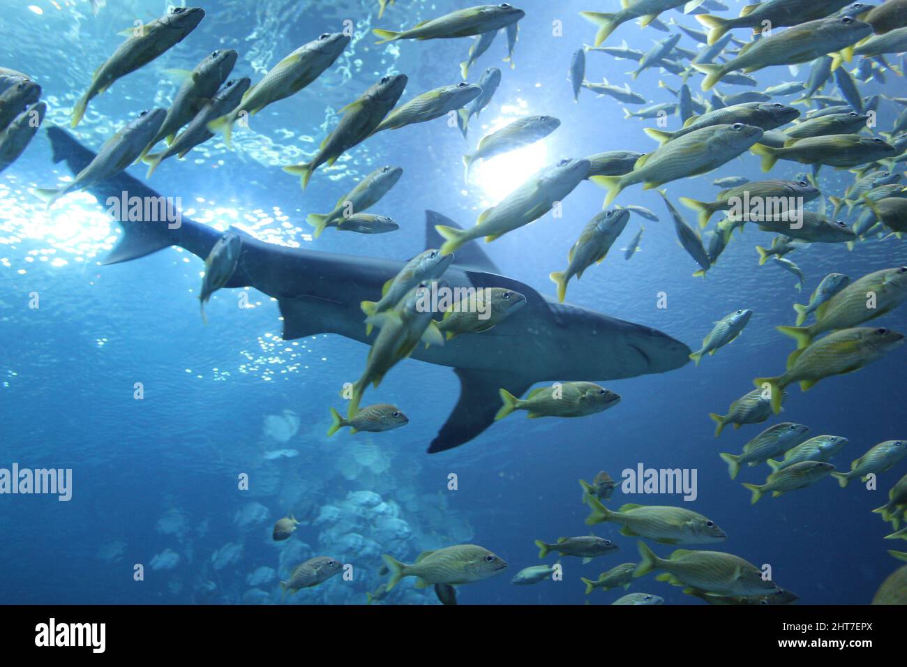 Photo of a shark swimming among a school of fish at the Georgia ...