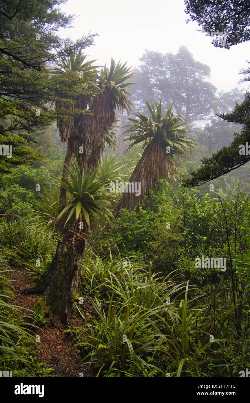 Spectacular mountain cabbage trees (Cordyline indivisa) on a misty ...