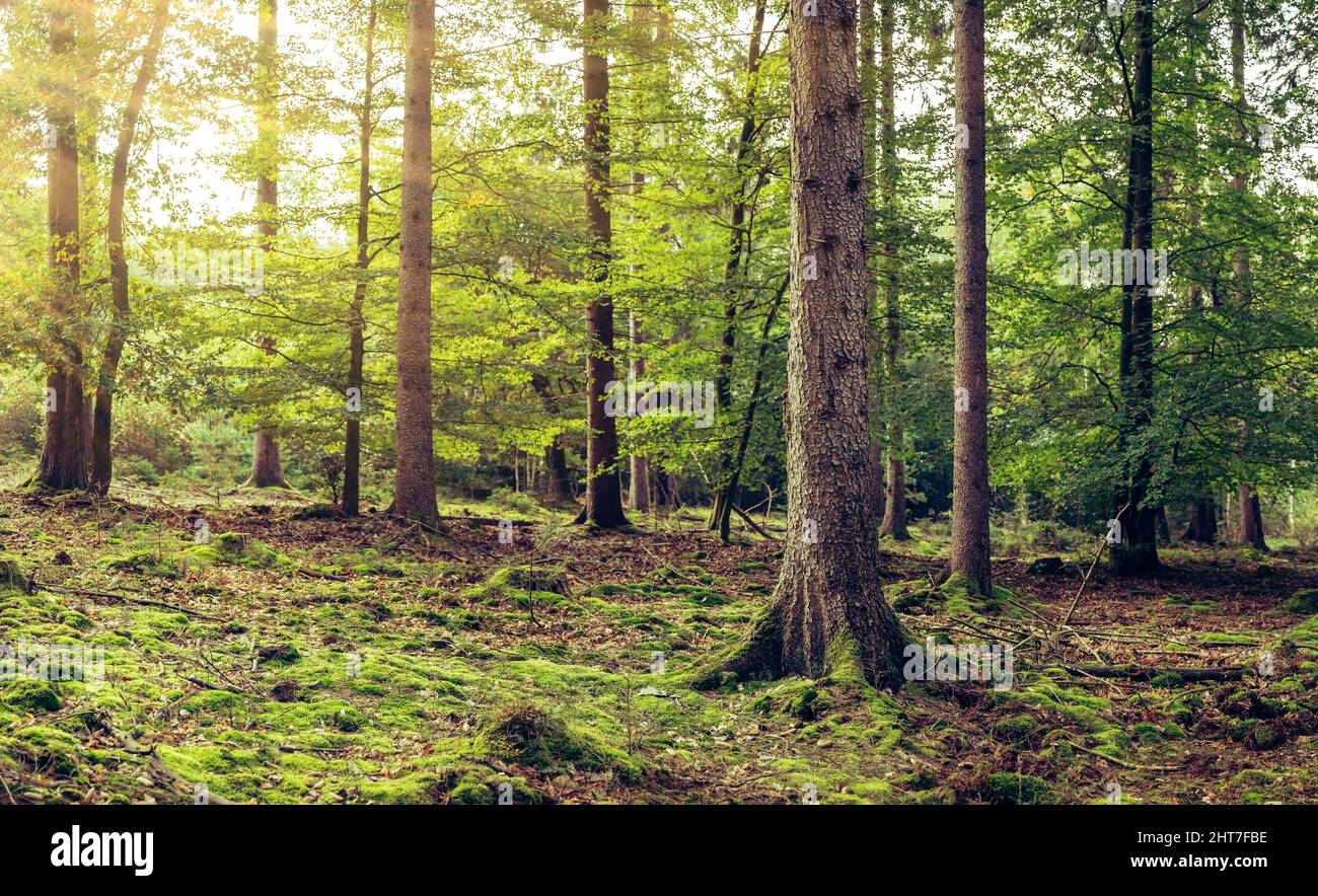 Bright spring day in the woods with the sun shining through the lush ...