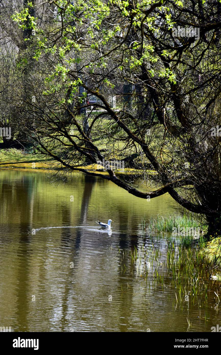 Pond rocks surrounded trees plants hi-res stock photography and images - Alamy