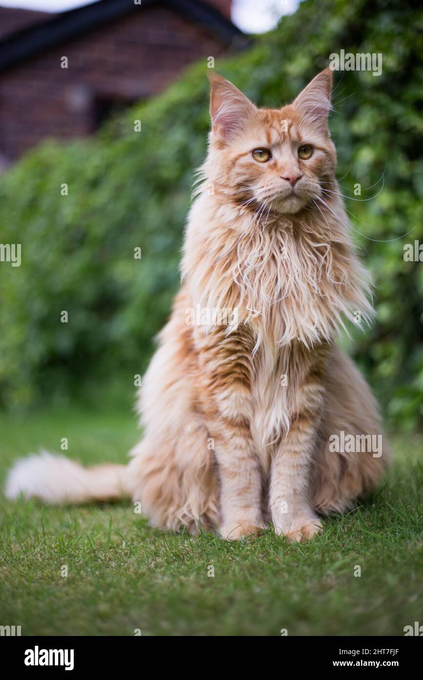Ginger Maine Coon Cat In A Garden Stock Photo Alamy