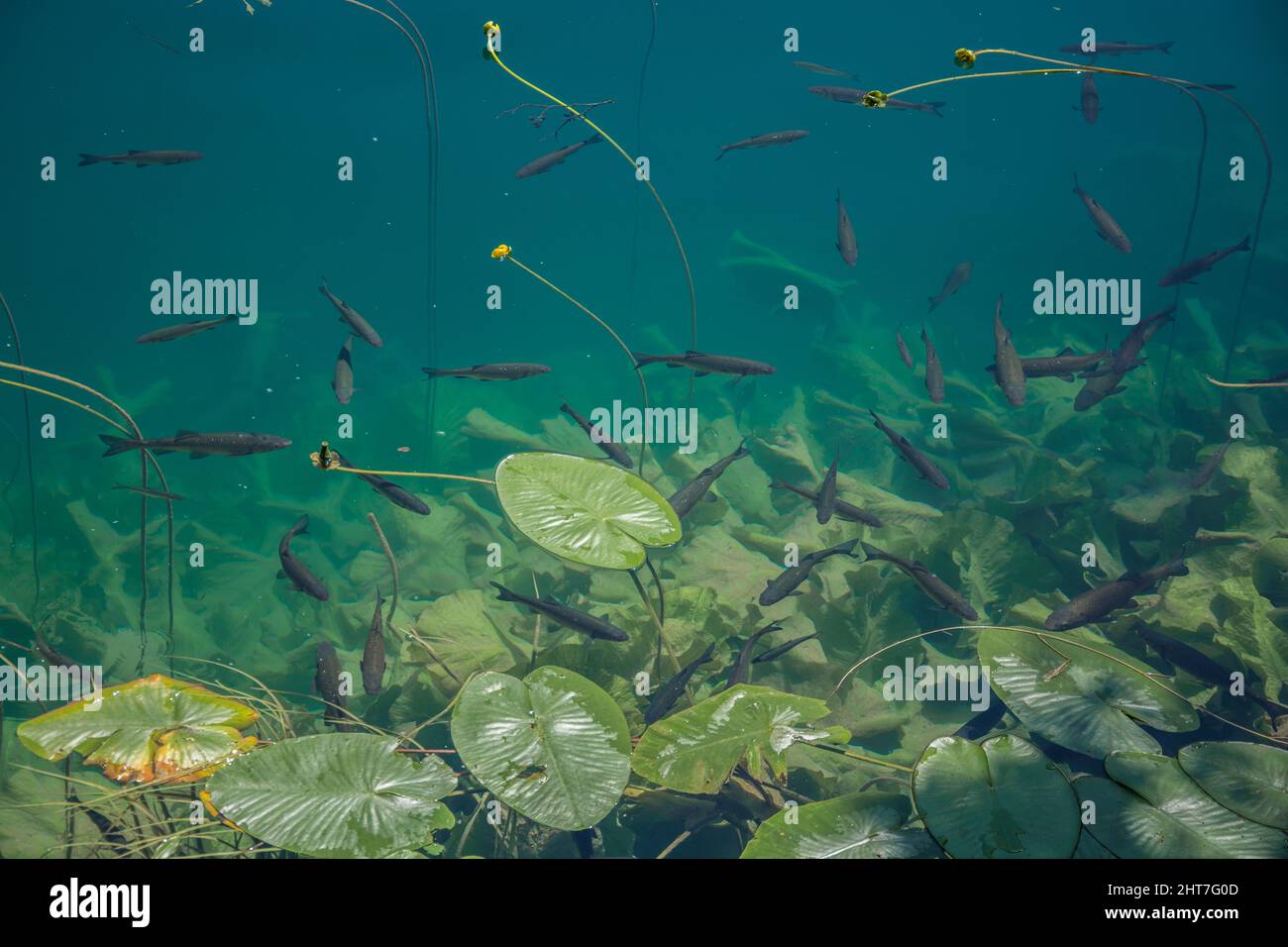 Scenic view of tiny fish swimming underwater above green seaweeds Stock ...