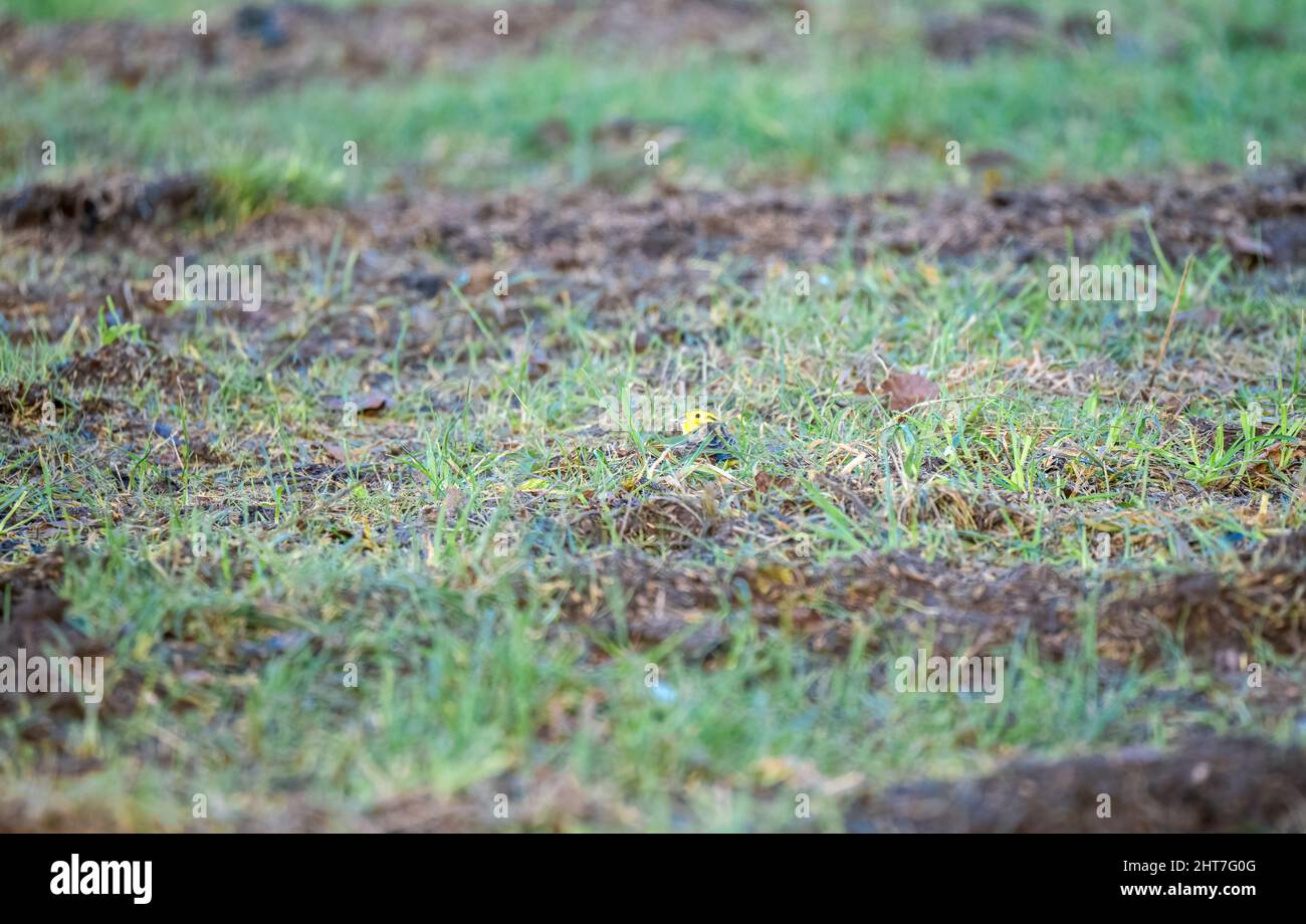 Yellow hammer bird hi-res stock photography and images - Alamy