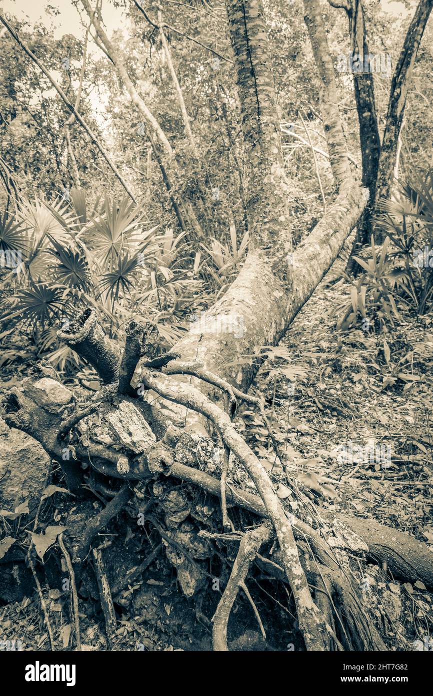 Uprooted tree in tropical natural jungle forest plants palm trees and ...