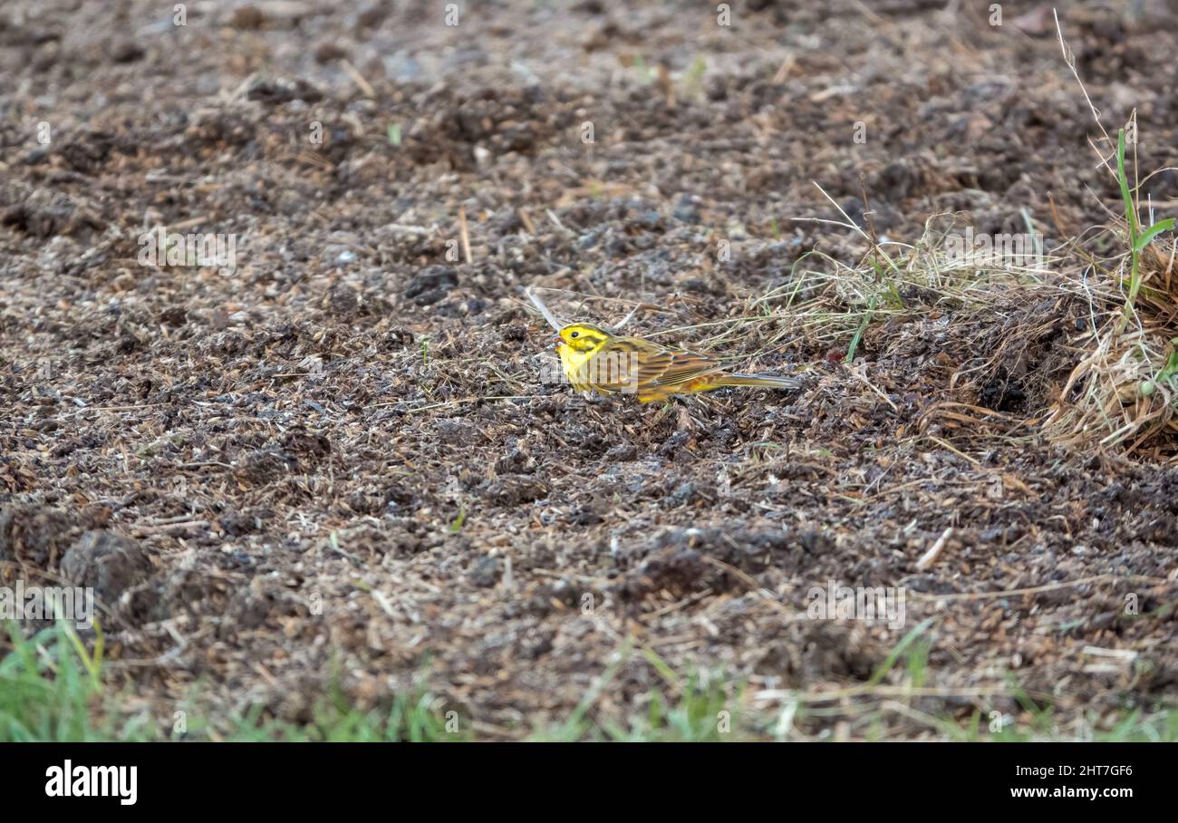 yellowhammer (Emberiza citrinella) searching for seed and insects ...