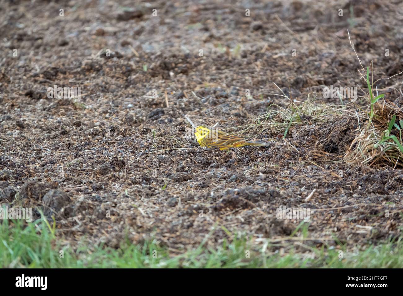 yellowhammer (Emberiza citrinella) searching for seed and insects ...