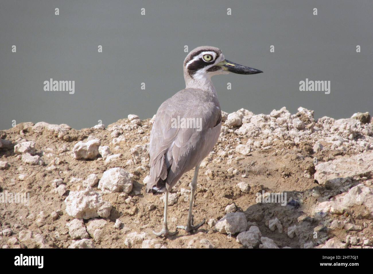 Rock curlew hi-res stock photography and images - Alamy