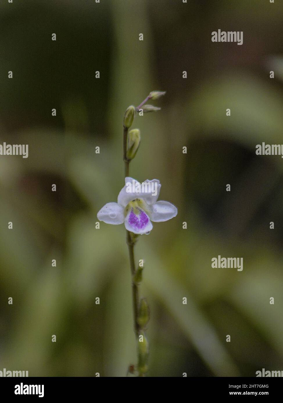 Selective focus of an asystasia alba flower blooming in a field against ...