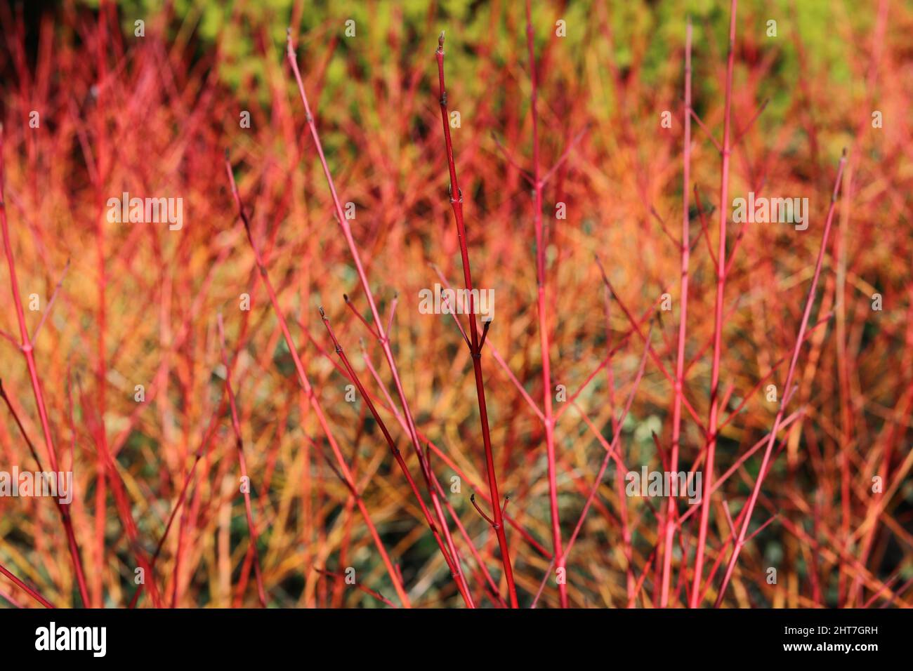 Architectural cornus shrub with red and orange stems without foliage in ...