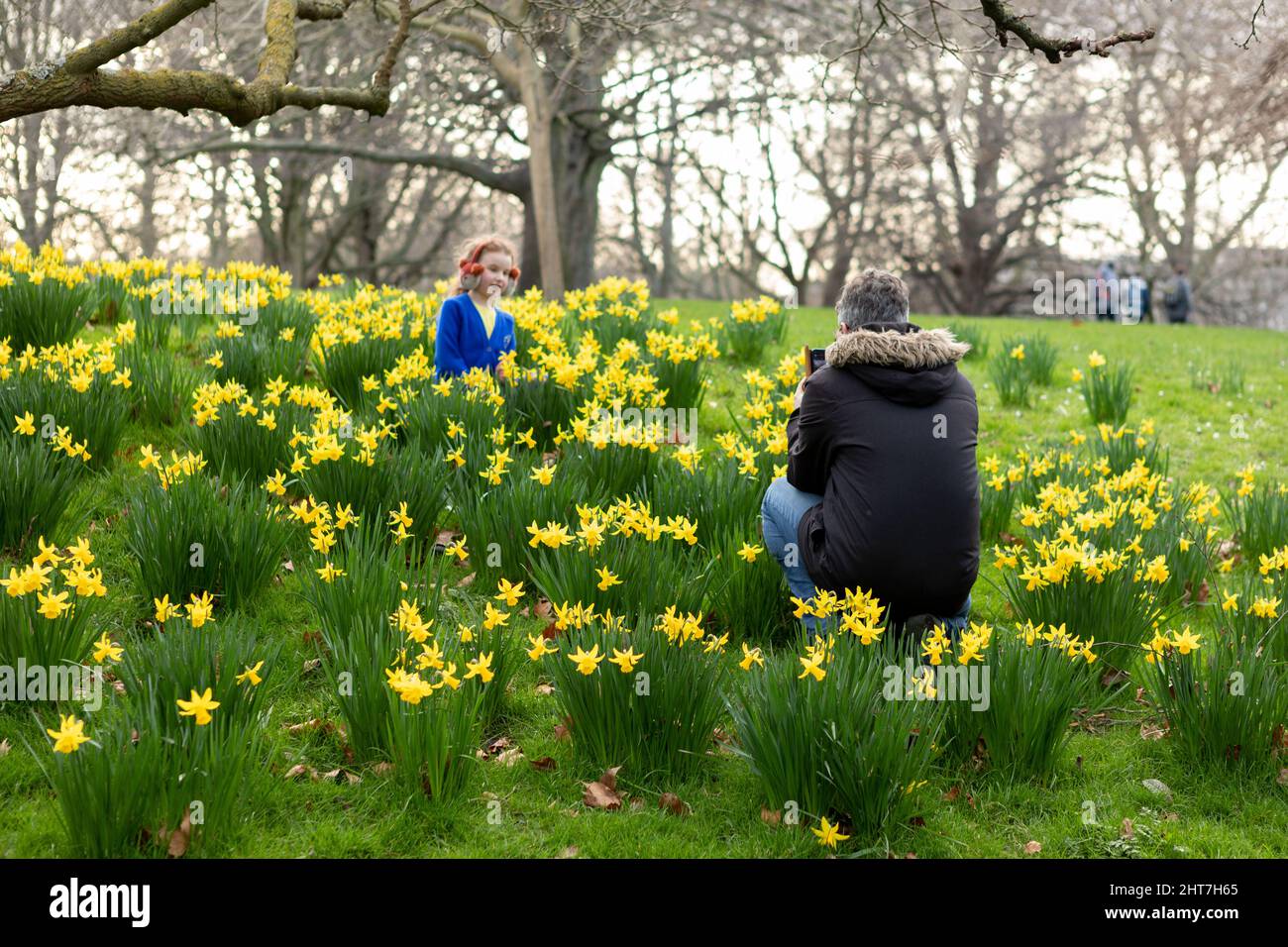 As the temperature rises in London stepping into Spring, Daffodils ...