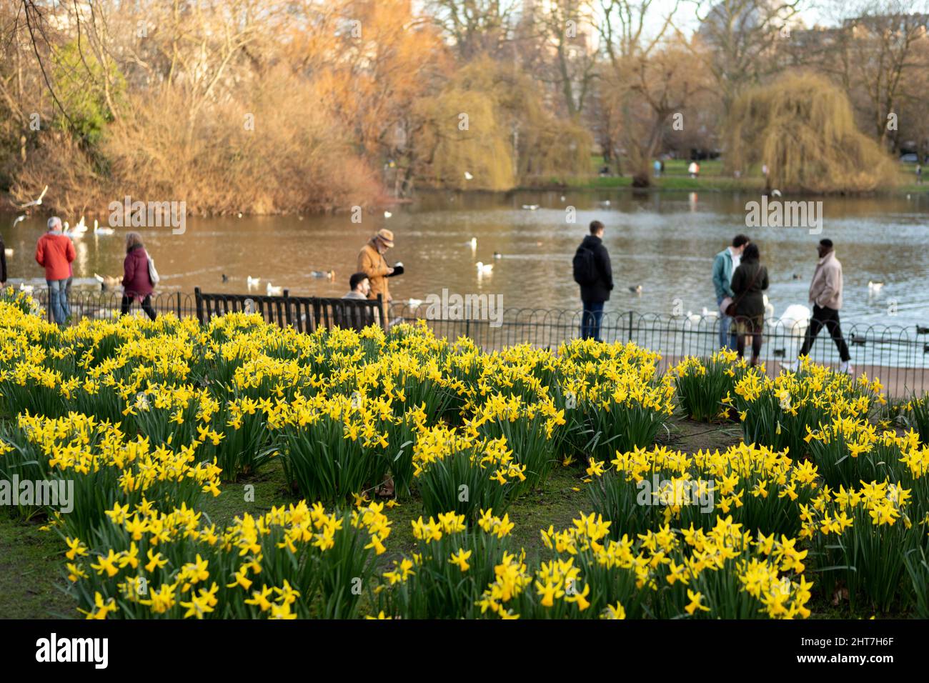 As the temperature rises in London stepping into Spring, Daffodils ...