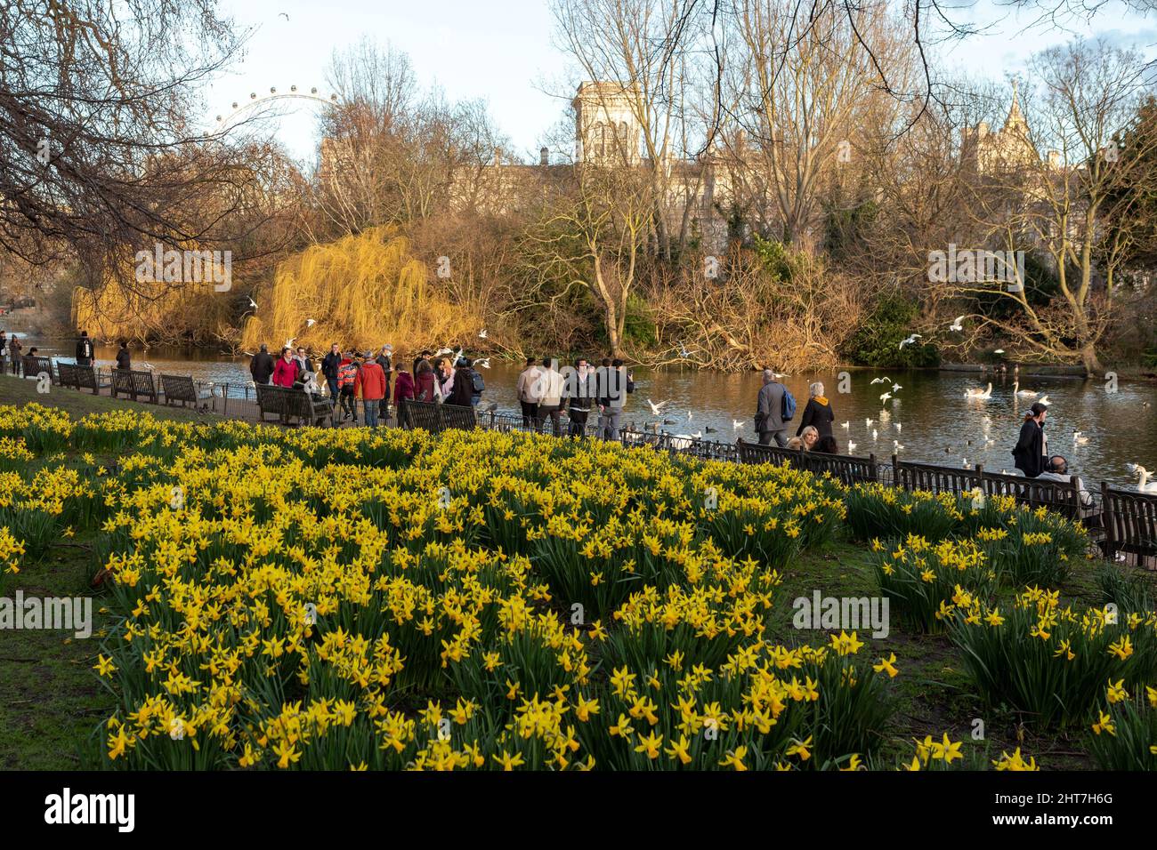 As the temperature rises in London stepping into Spring, Daffodils ...