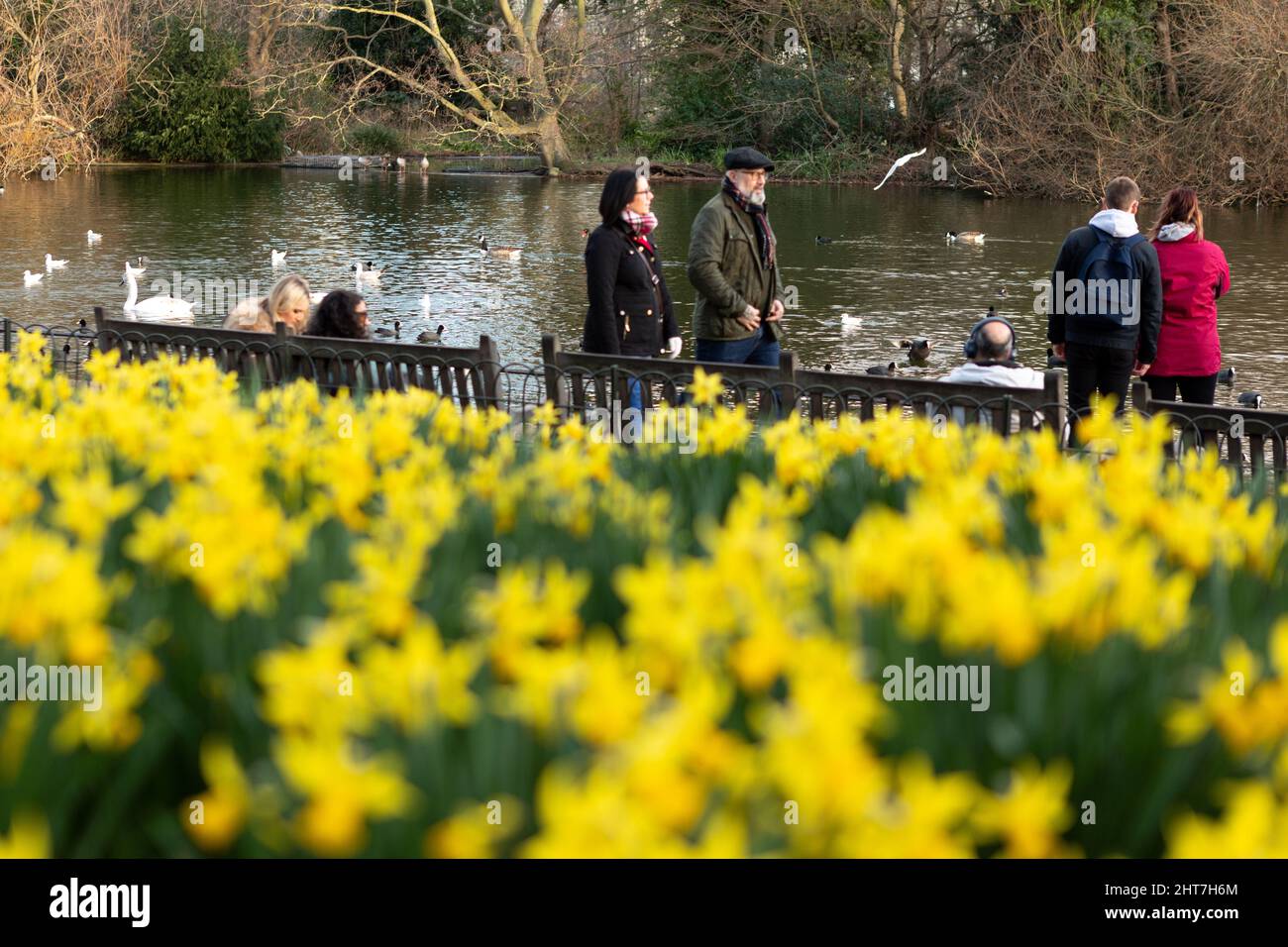 As the temperature rises in London stepping into Spring, Daffodils ...