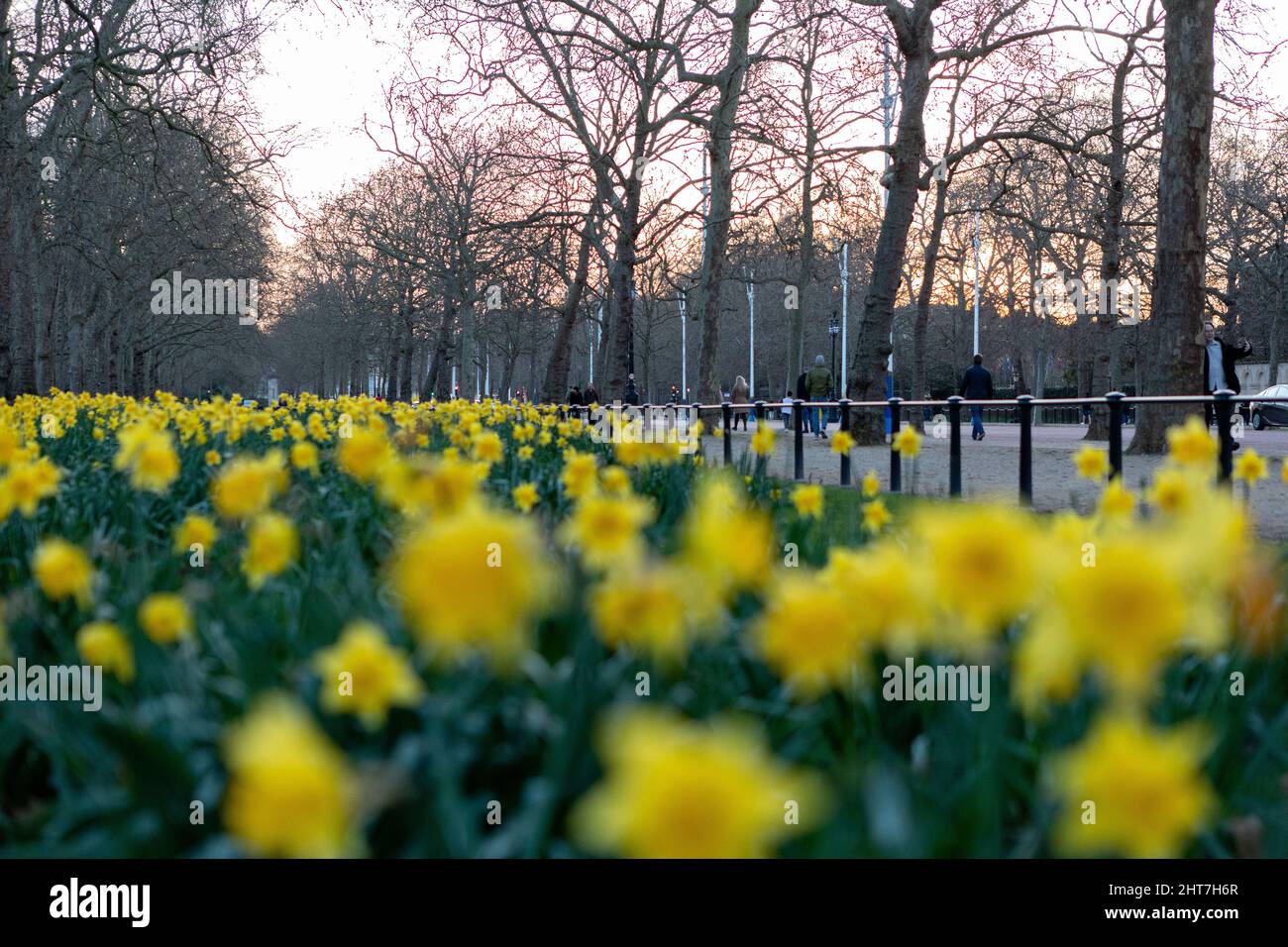 As the temperature rises in London stepping into Spring, Daffodils ...