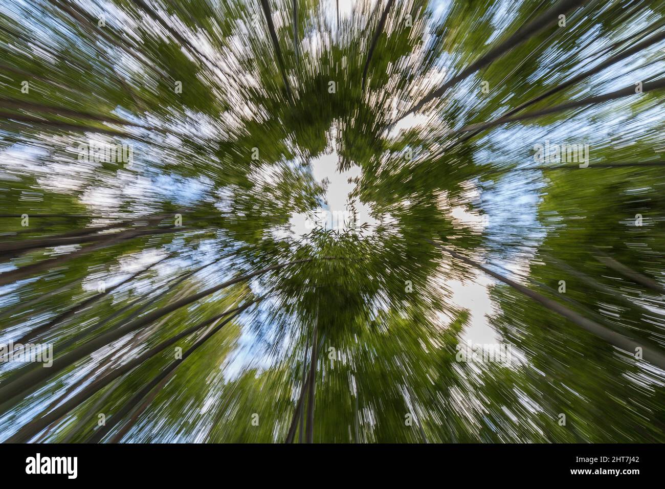 Wide angle shot of a bamboo forest with motion blur caused by strong ...