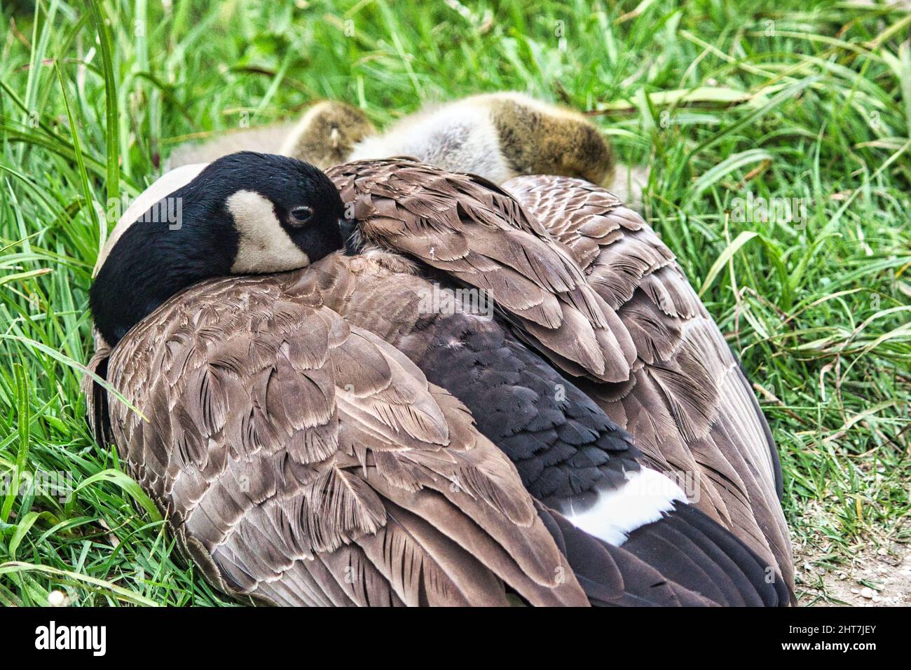 Closeup of a Canadian goose taking a nap with goslings Stock Photo - Alamy