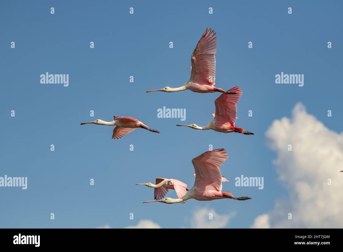 The brutes hi-res stock photography and images - Alamy