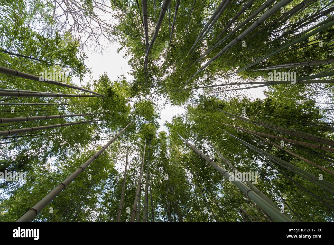 Wide angle shot of a bamboo forest with motion blur caused by strong ...