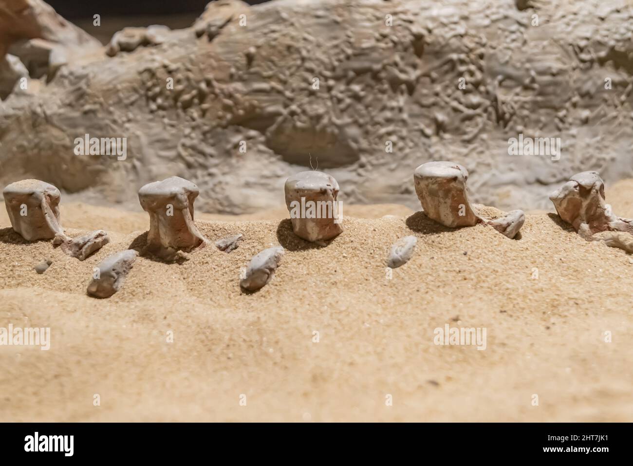 Closeup of Dinosaur Fossil and Archaeological Tools Stock Photo - Alamy